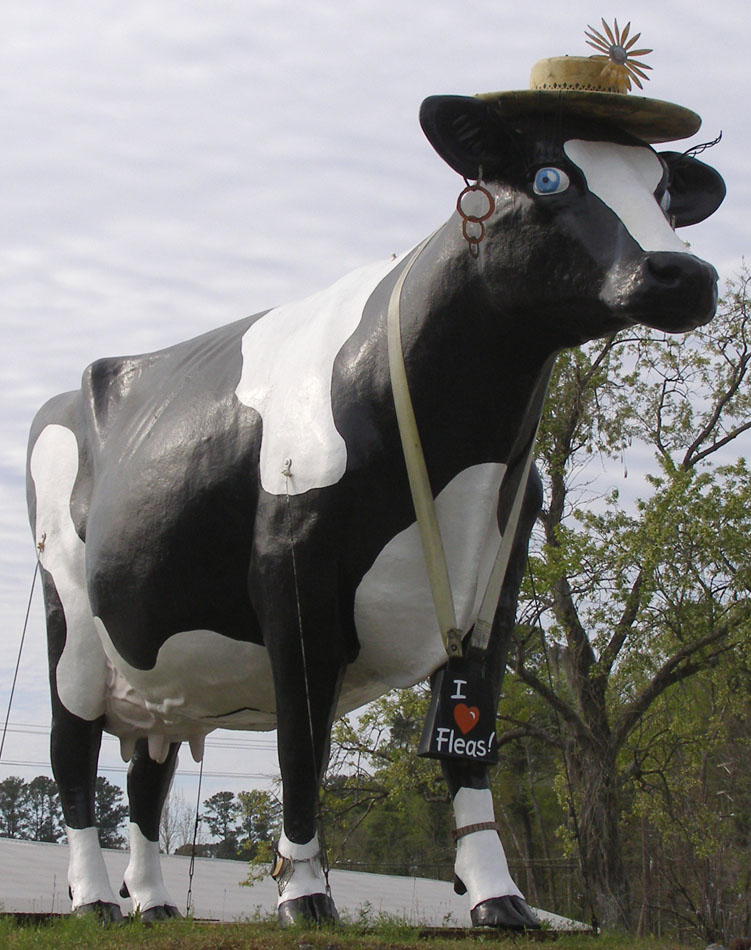 Left Leg Forward Cows | RoadsideArchitecture.com