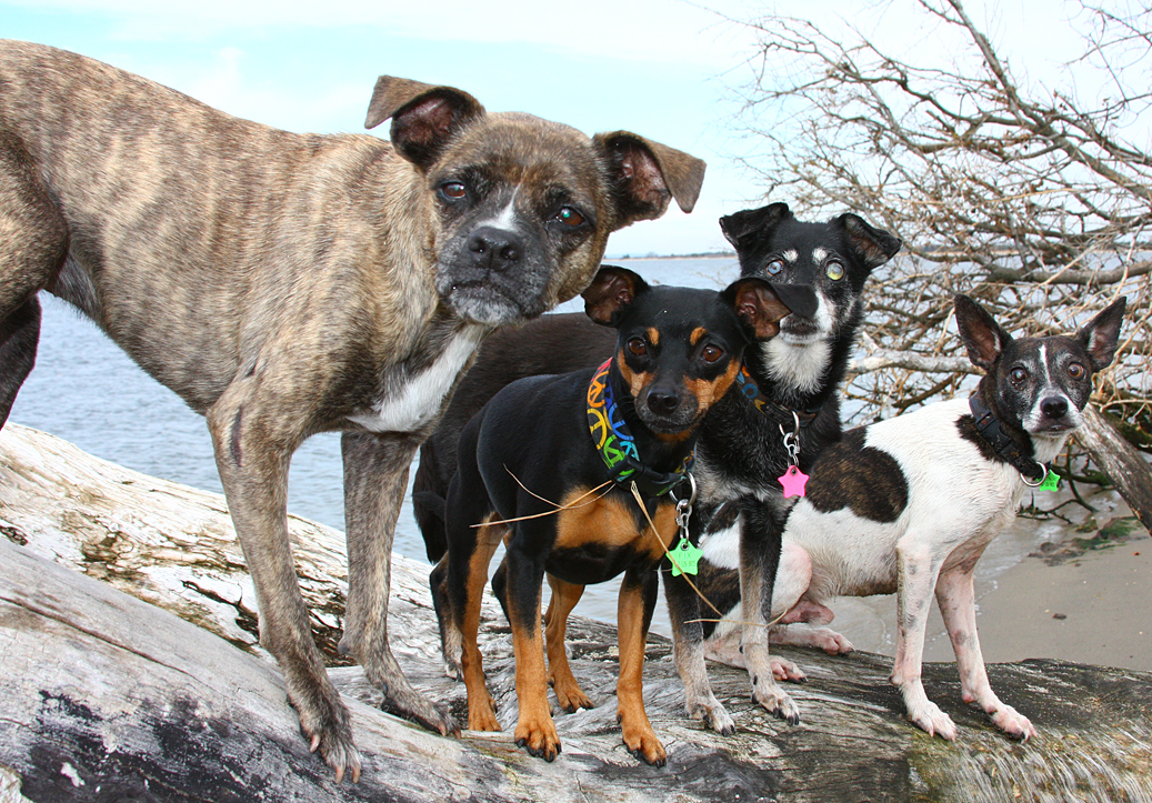 Debra Jane's Great Dogs | RoadsideArchitecture.com