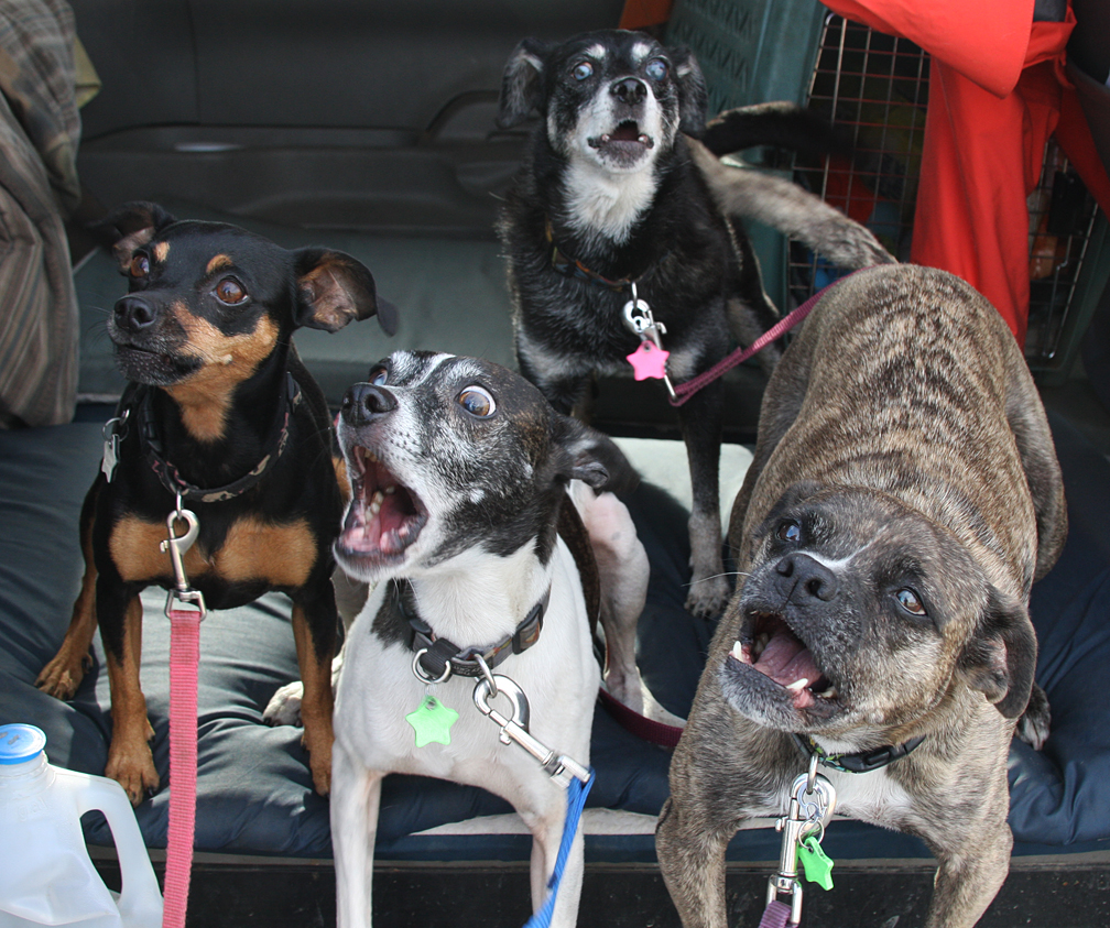 Debra Jane's Great Dogs | RoadsideArchitecture.com